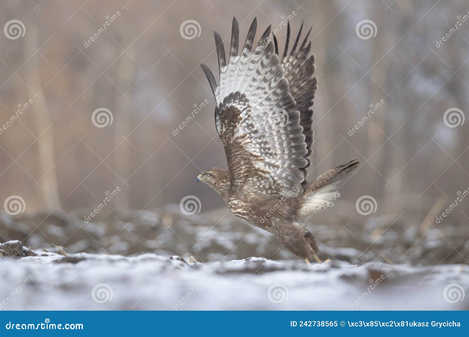 Buzzard in flight stock image. Image of birds, talon - 242738565