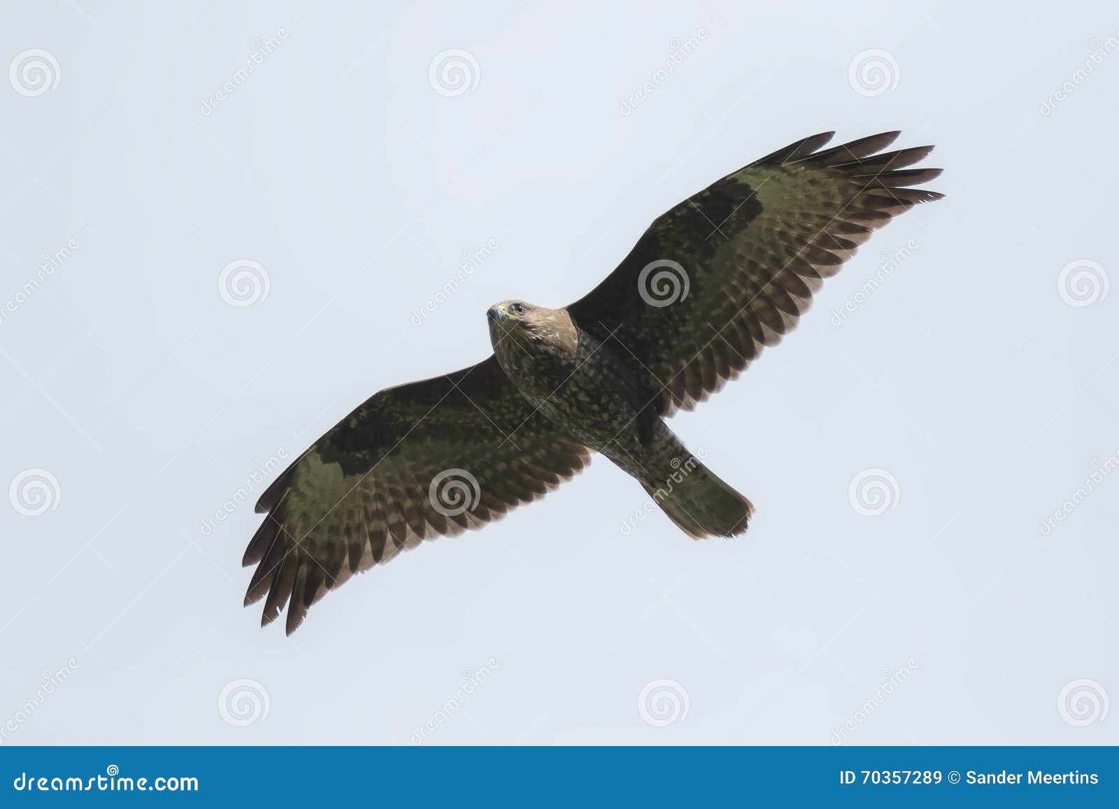 Buzzard in flight stock image. Image of hunting, predator - 70357289