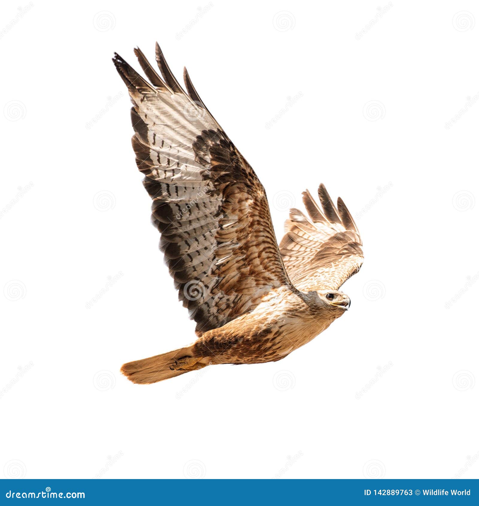 Buzzard in Flight Isolated on White. Buteo Rufinus Stock Image - Image ...
