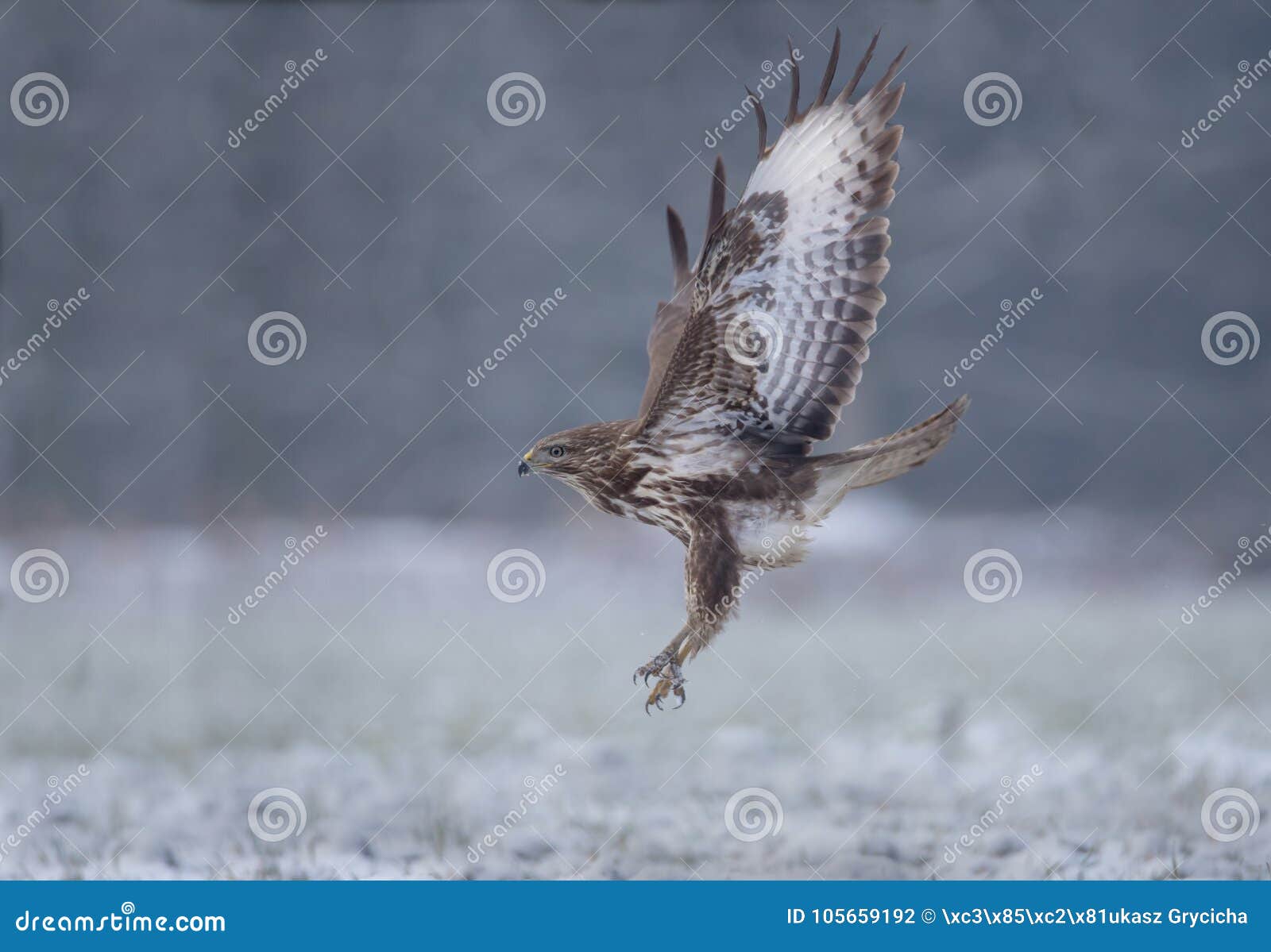 Set Of Buzzard In Flight Isolated On White. Buteo Rufinus Royalty-Free ...