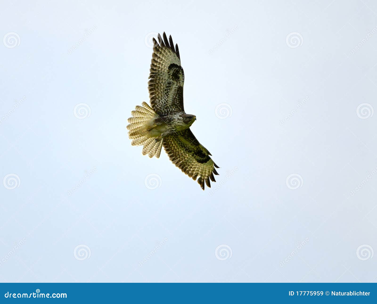 Buzzard flying stock image. Image of feathers, gliding - 17775959