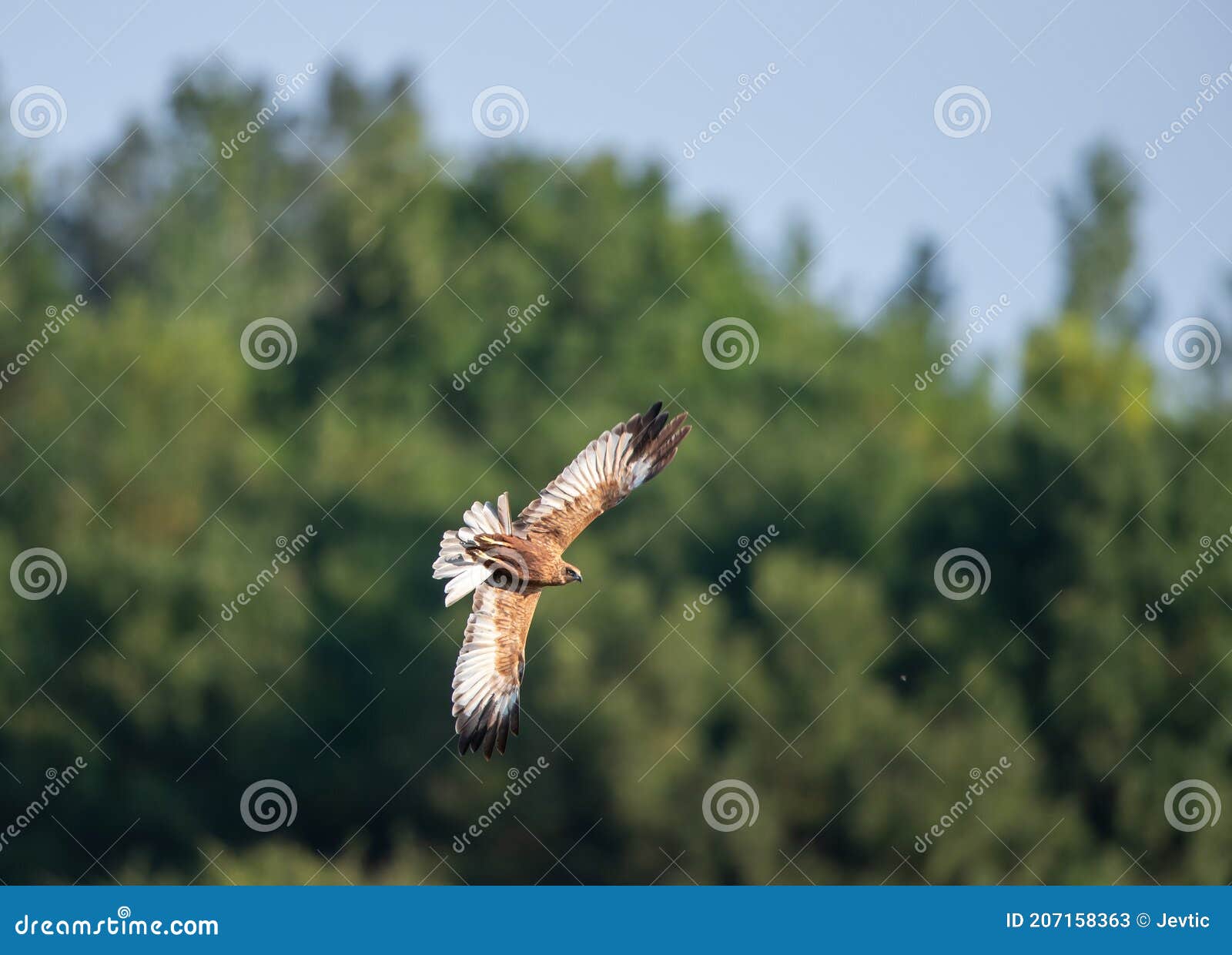 Buzzard flying above trees stock image. Image of feather - 207158363