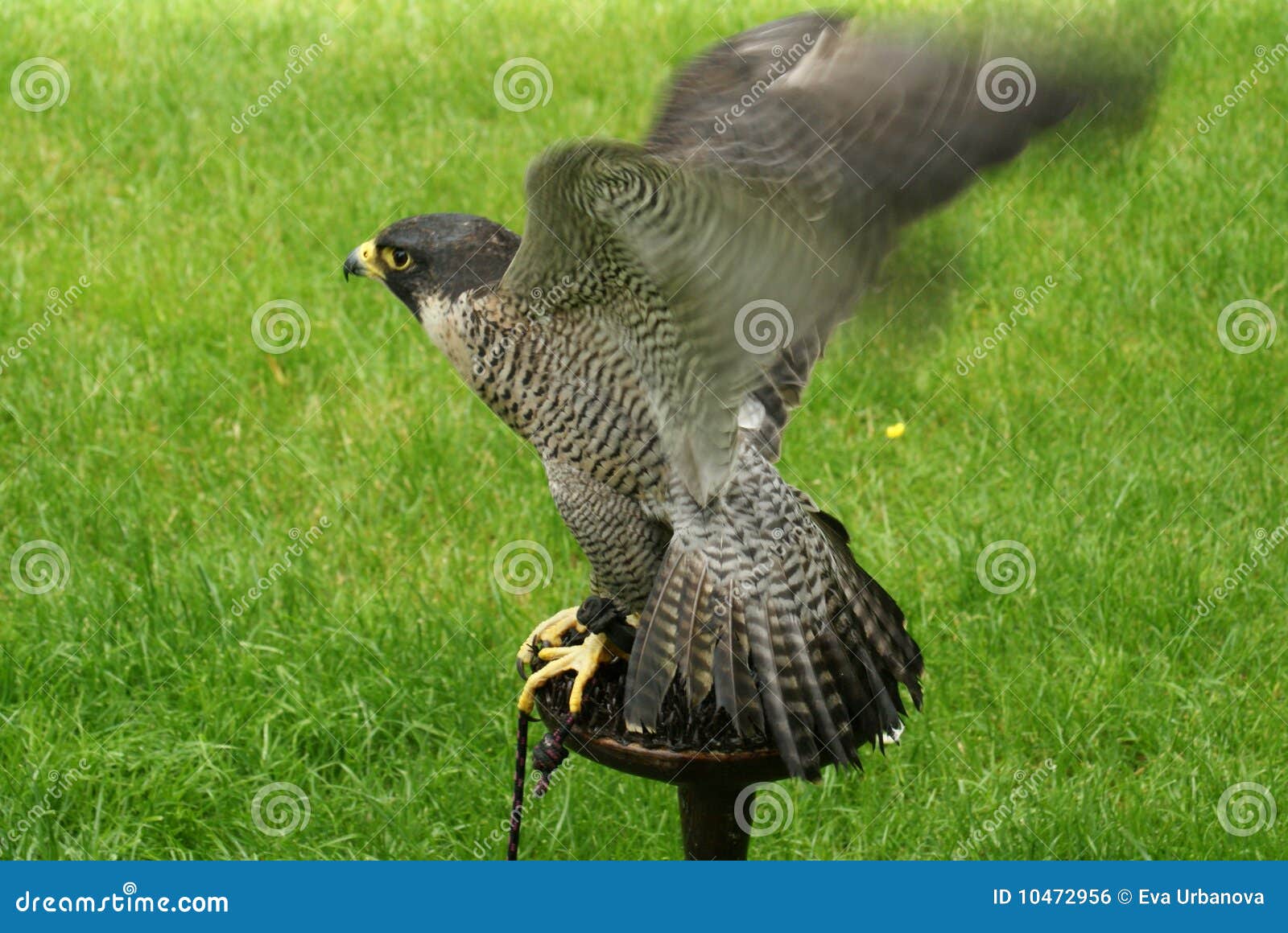 Buzzard is flying away stock photo. Image of wings, attack - 10472956