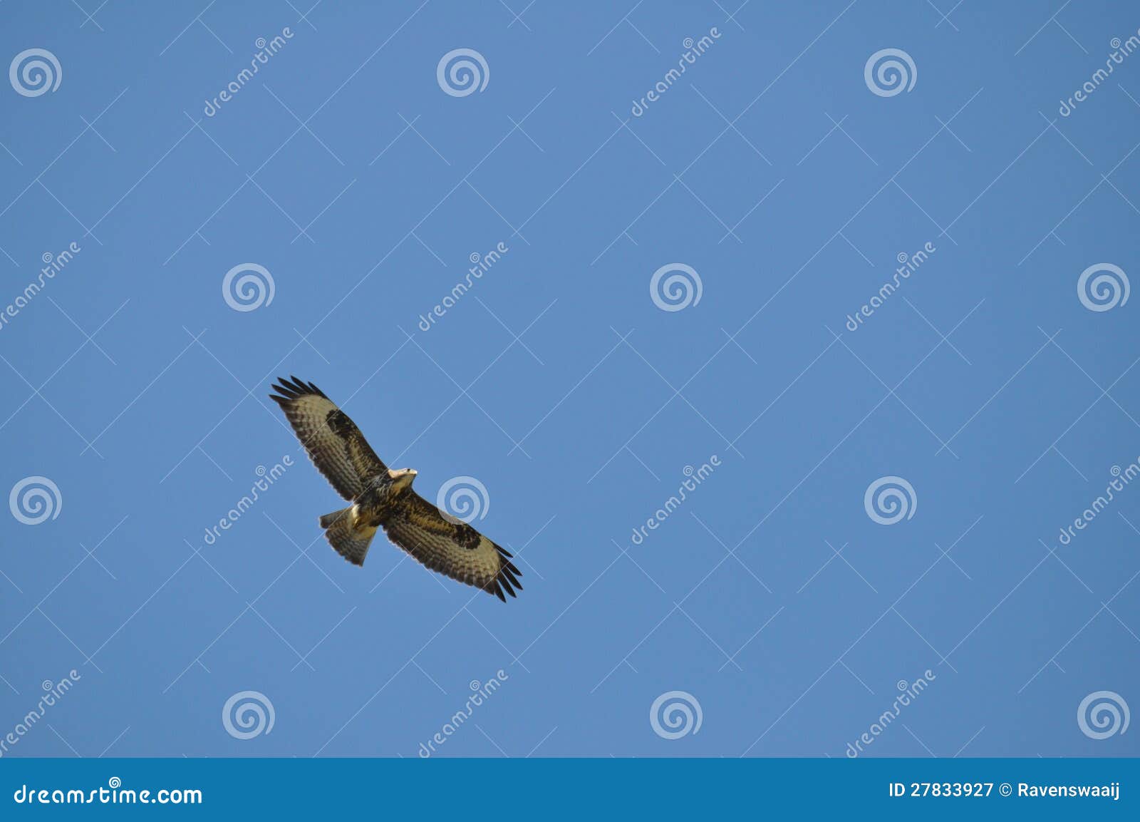 Buzzard flying blue sky stock image. Image of high, flying - 27833927