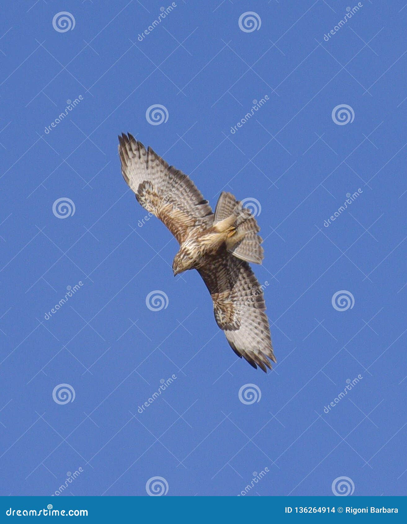 Buzzard Flying in the Blue Sky Stock Photo - Image of black, eagle ...