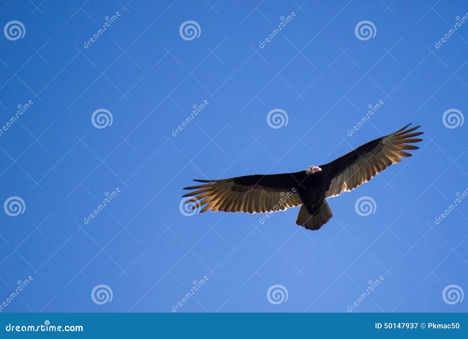 Buzzard Flying in Bright Blue Sky Stock Image - Image of birds, blue ...