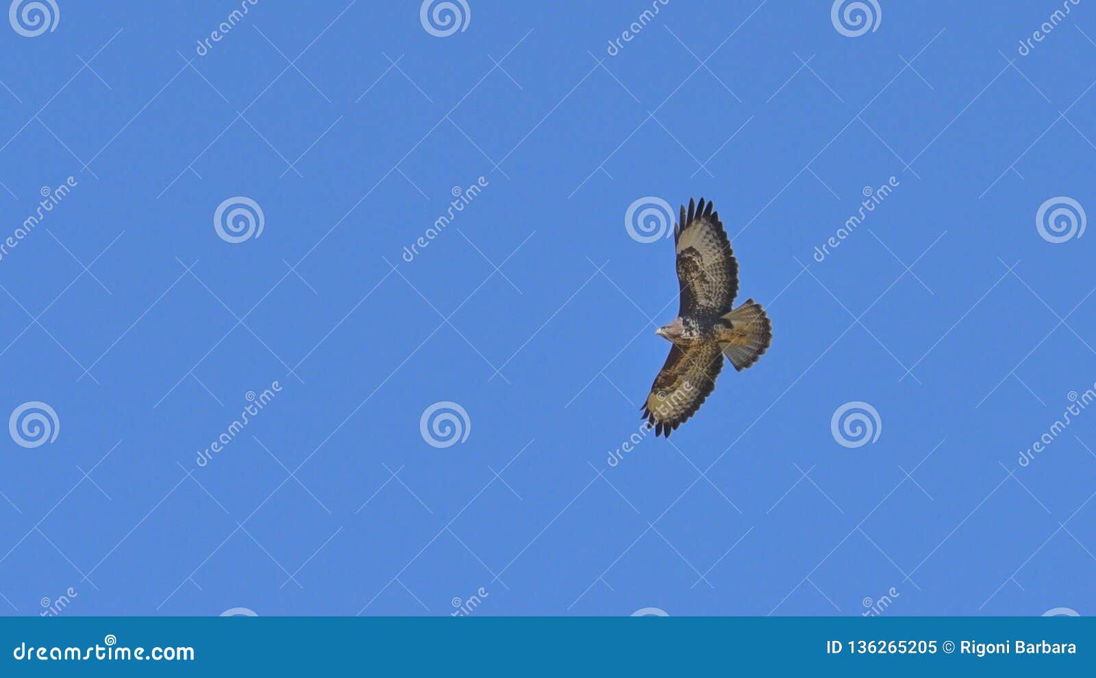Buzzard that is flying stock image. Image of birdwatching - 136265205