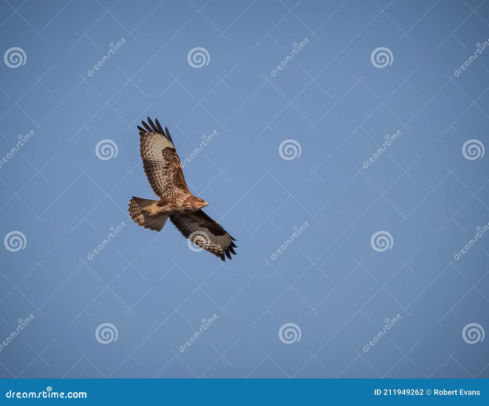 Buzzard Flying in a Clear Sky Stock Photo - Image of claws, flight ...