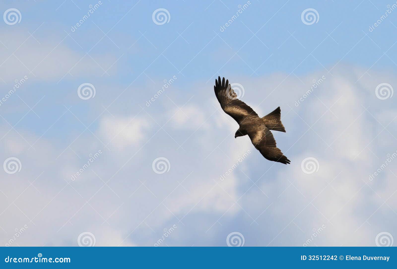 Buzzard flying stock photo. Image of wild, wings, flight - 32512242