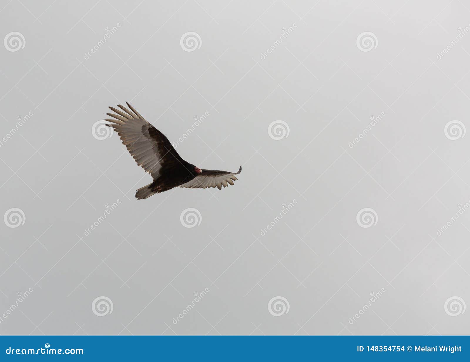 Buzzard Flying in Cloudy Sky Stock Photo - Image of wings, white: 148354754