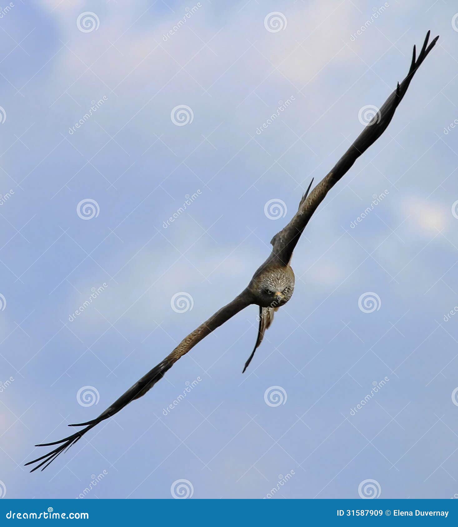 Buzzard flying stock image. Image of predatory, scavenger - 31587909