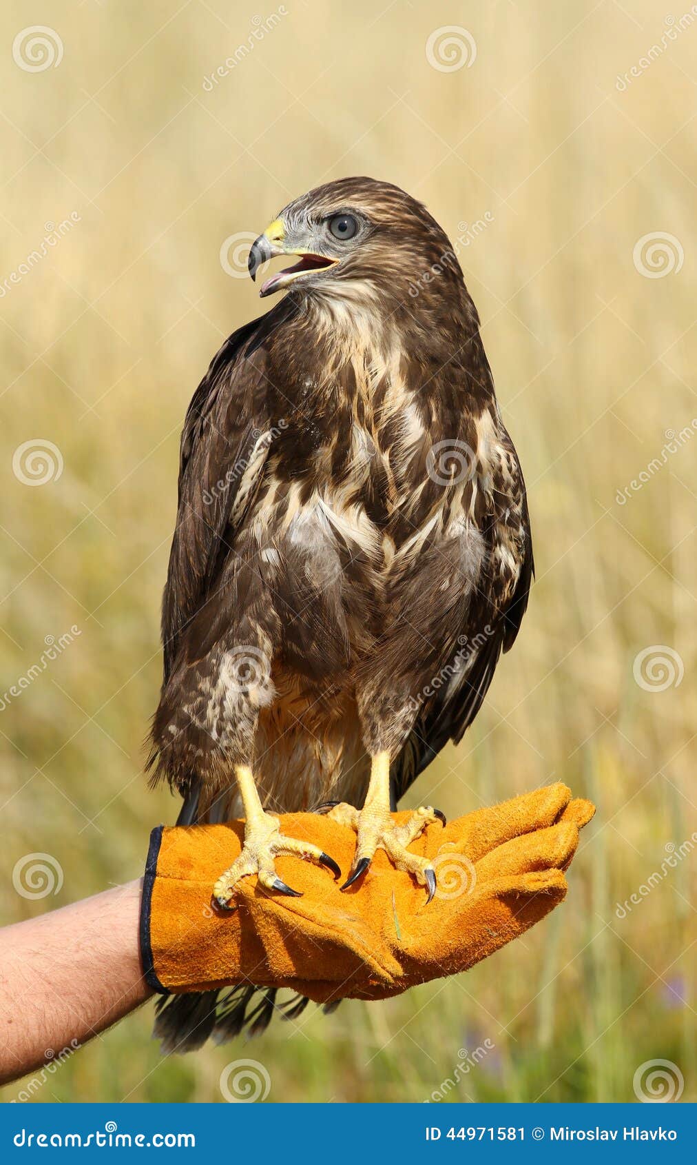 Buzzard on glove stock image. Image of raptor, flanker - 44971581