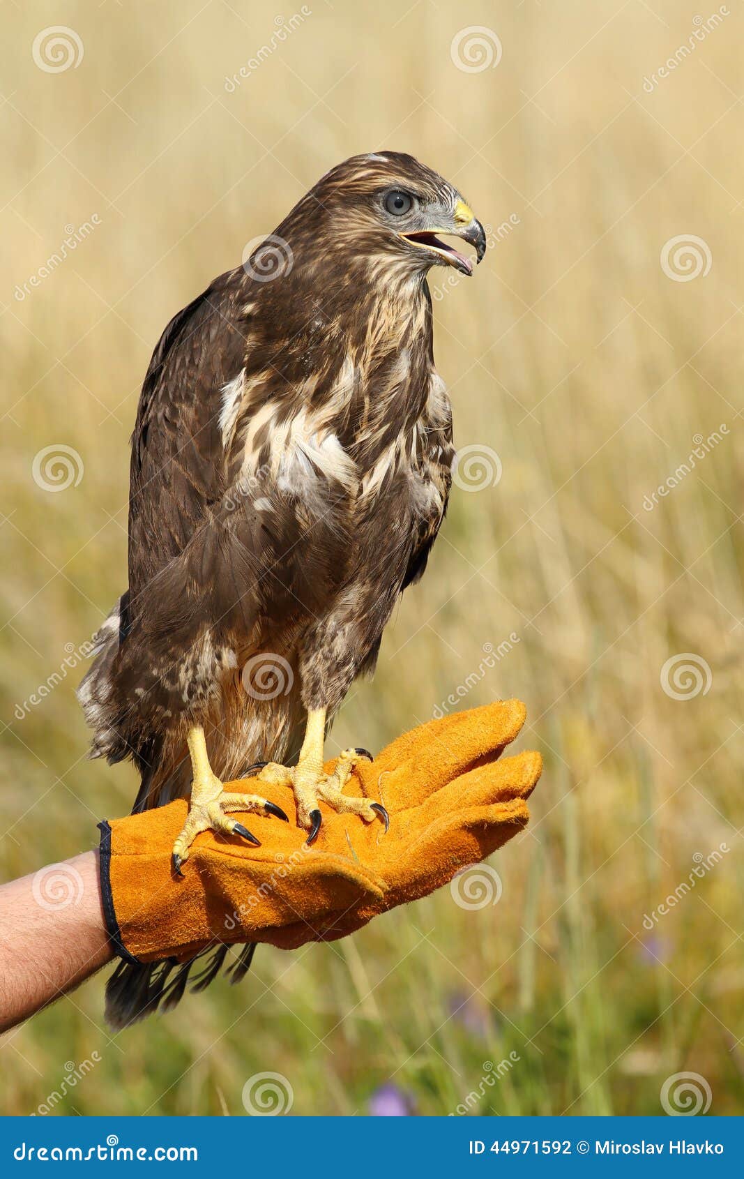 Buzzard on hand stock photo. Image of catcher, buzzard - 44971592