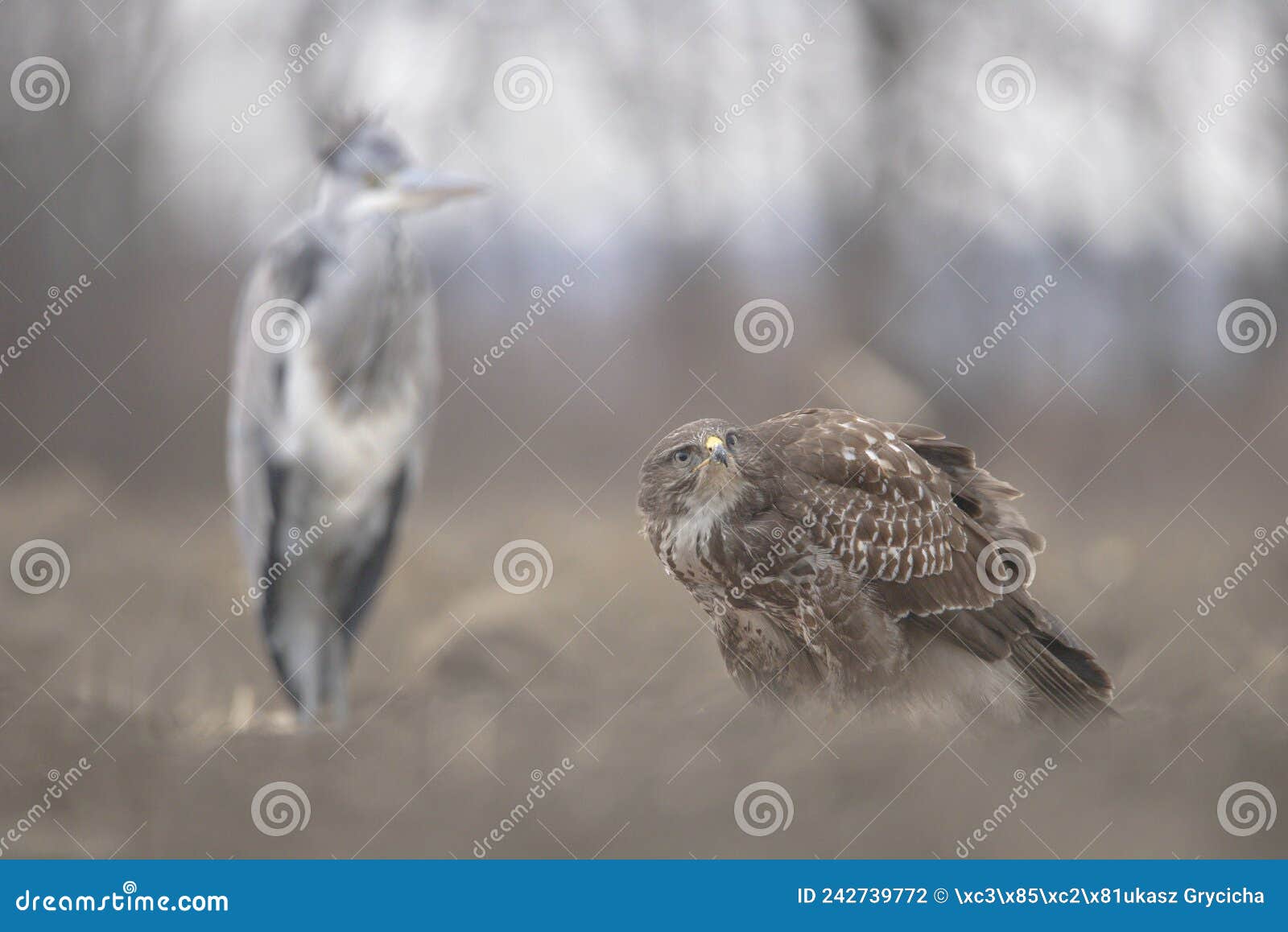 Buzzard and heron stock photo. Image of predators, talon - 242739772