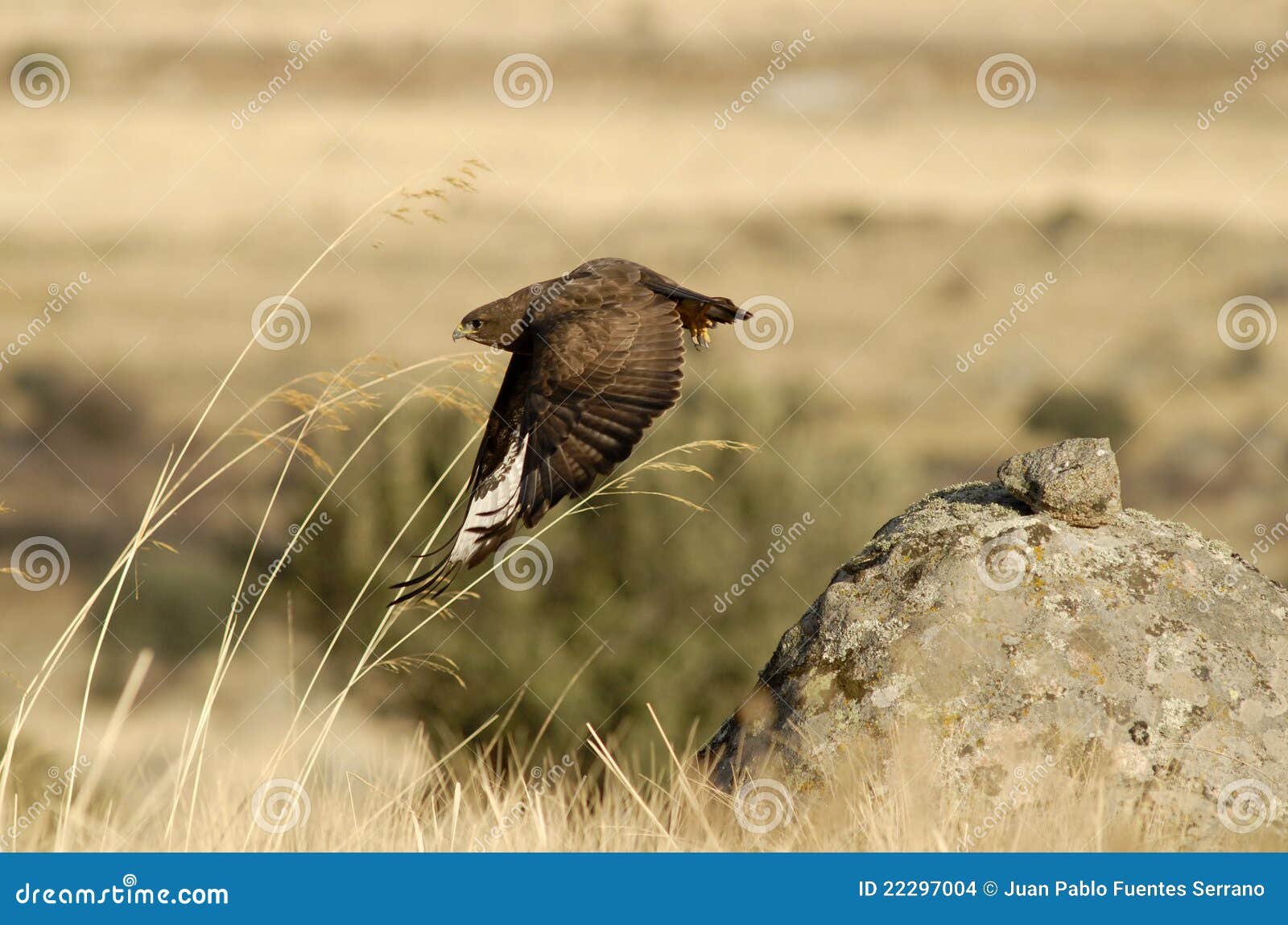 A buzzard hunting stock photo. Image of natural, prey - 22297004