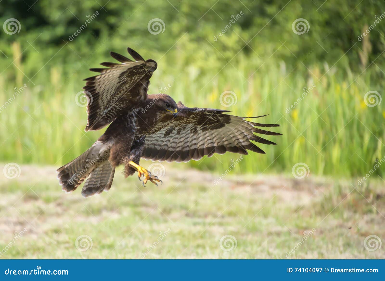 A buzzard is hunting stock image. Image of bird, hungary - 74104097