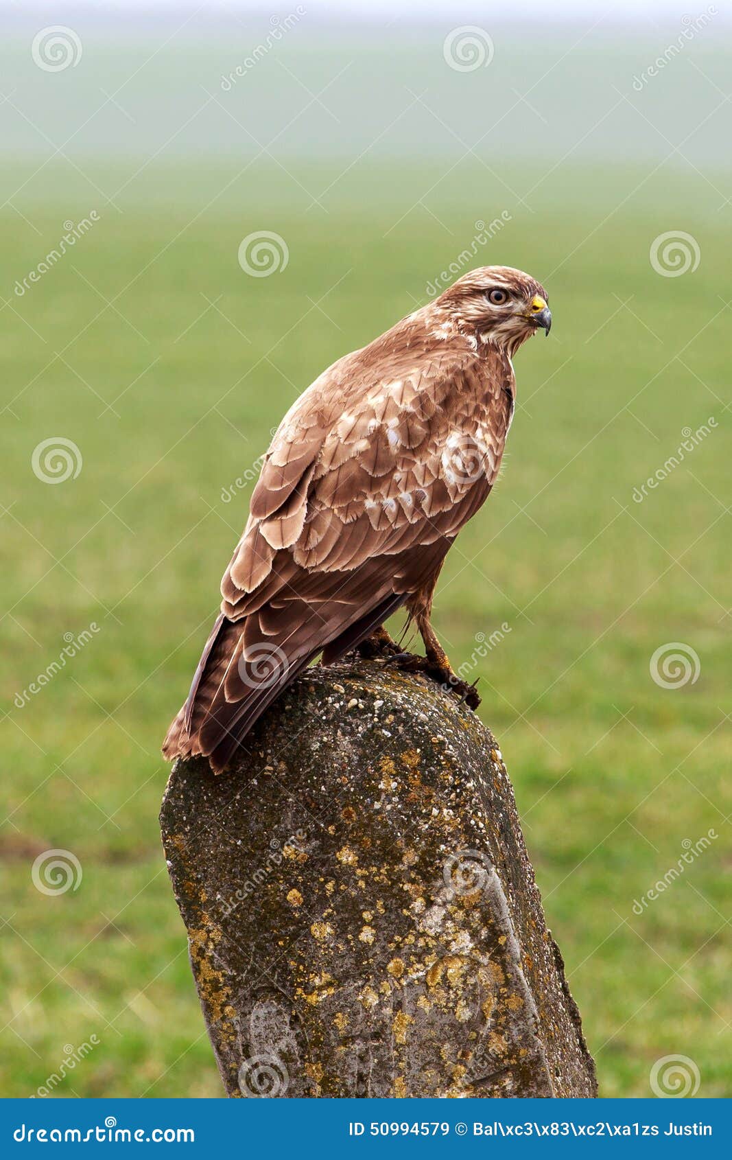 Buzzard is Hunting in the Wild. Stock Image - Image of hawk, eagle ...