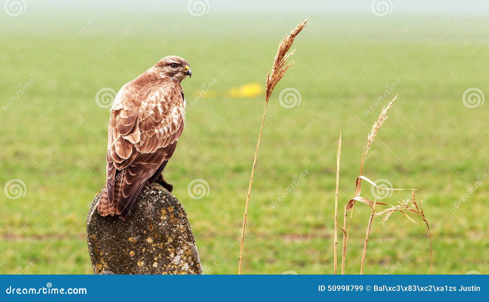 Buzzard is Hunting in the Wild. Stock Image - Image of beak, hunter ...