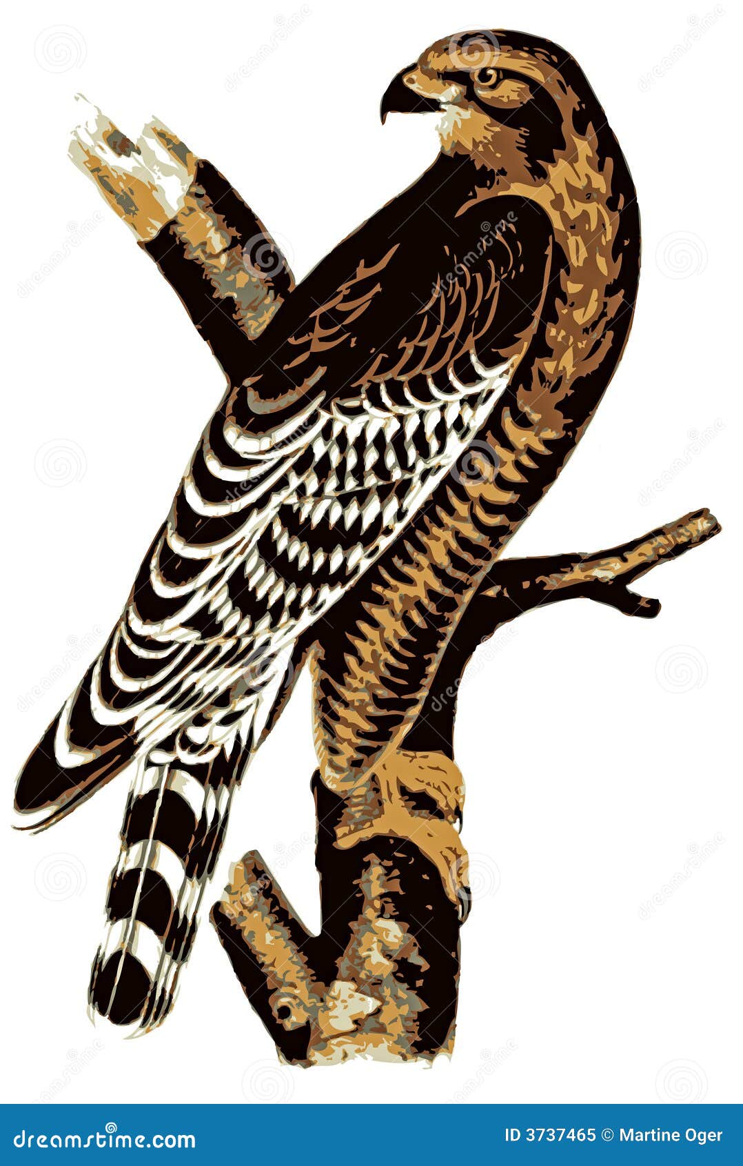 Buzzard Cartoons, Illustrations & Vector Stock Images - 579 Pictures to ...