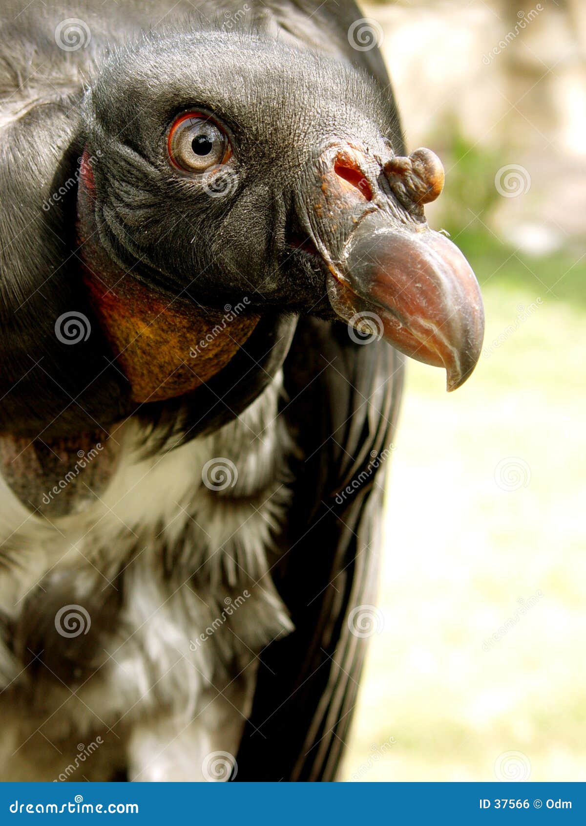Buzzard king stock photo. Image of pullet, rooster, buzzard - 37566