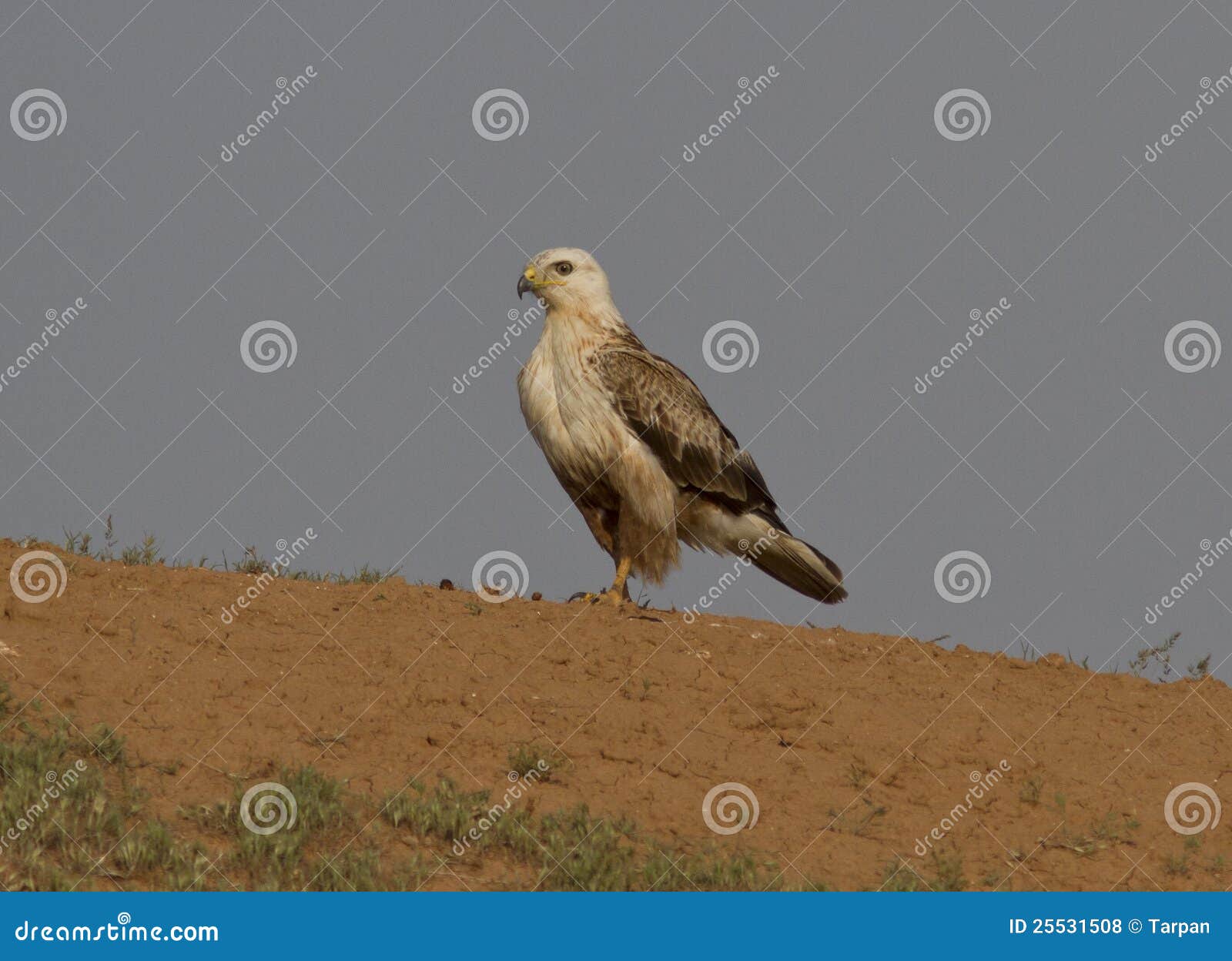 Buzzard Long-legged (rufinus) Do Buteo - 2. Foto de Stock - Imagem de ...