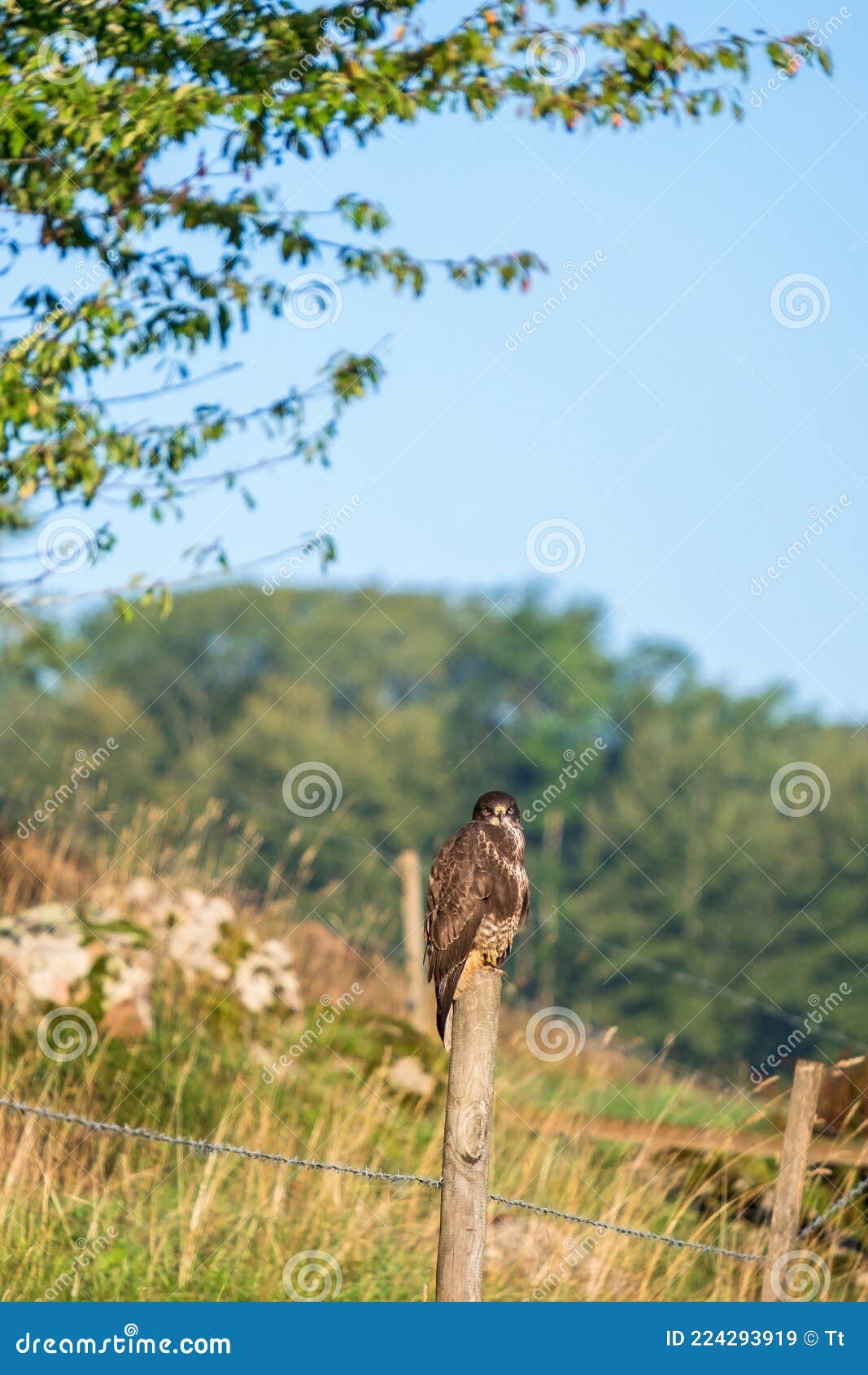 Buzzard Looking at the Camera Stock Image - Image of fence, scandinavia ...