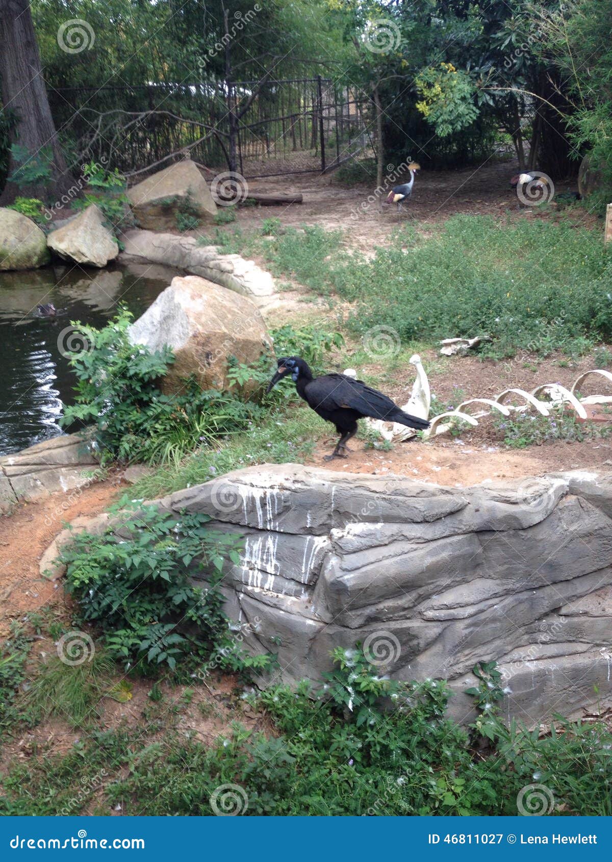 Buzzard editorial photography. Image of elephant, meat - 46811027