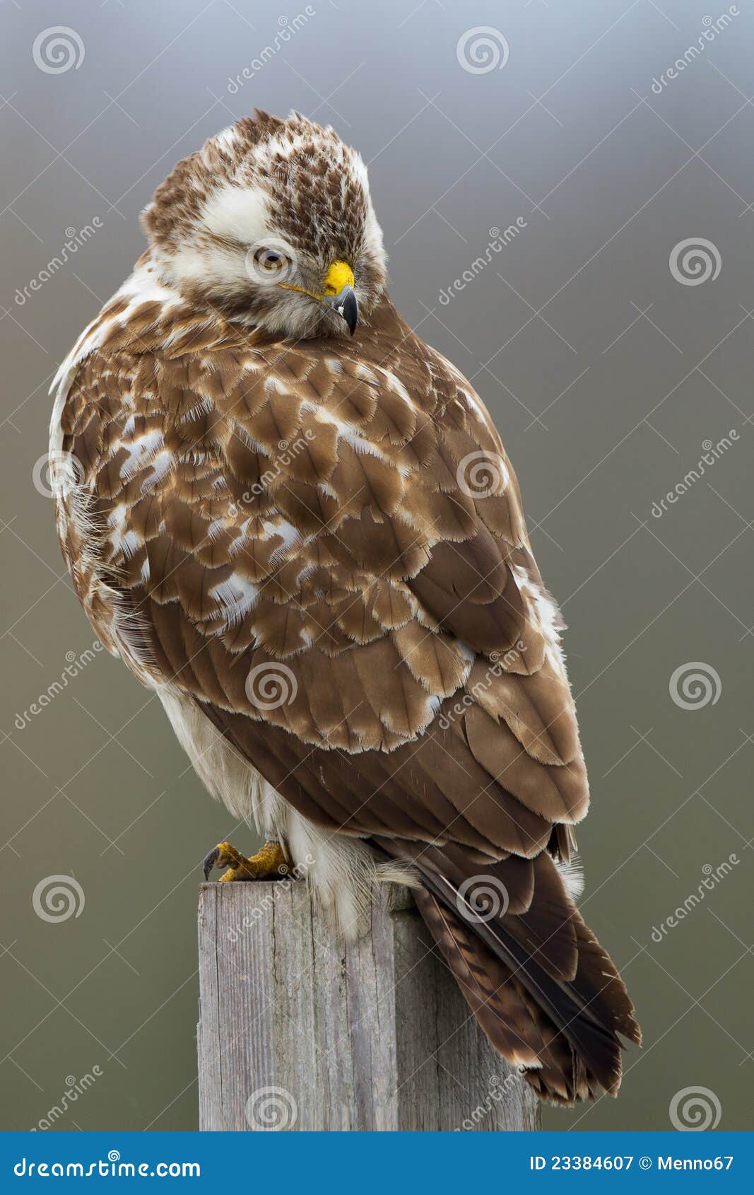 Buzzard looks angry stock image. Image of hunting, conservation - 23384607