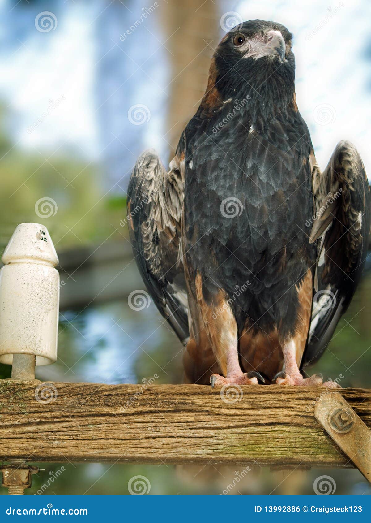 Buzzard perch 2 stock photo. Image of bird, australian - 13992886
