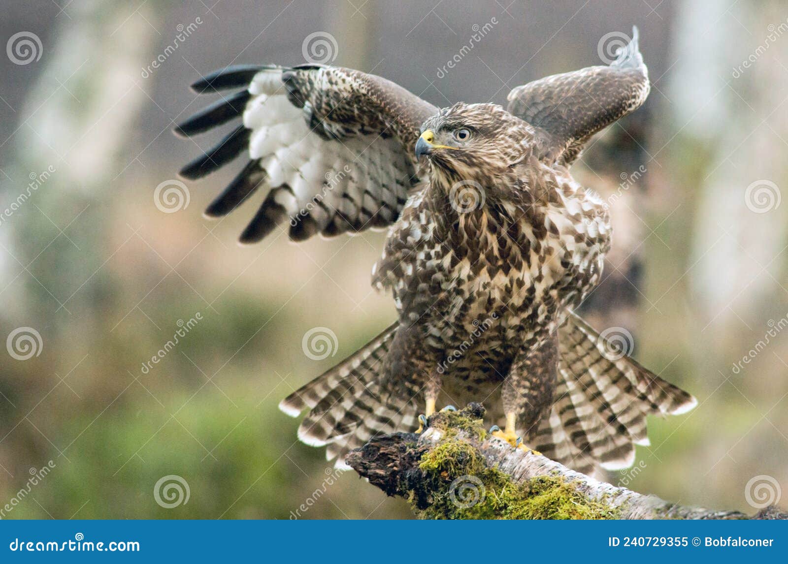 Buzzard Perched on Log Folding Wings. Stock Image - Image of prey, bird ...