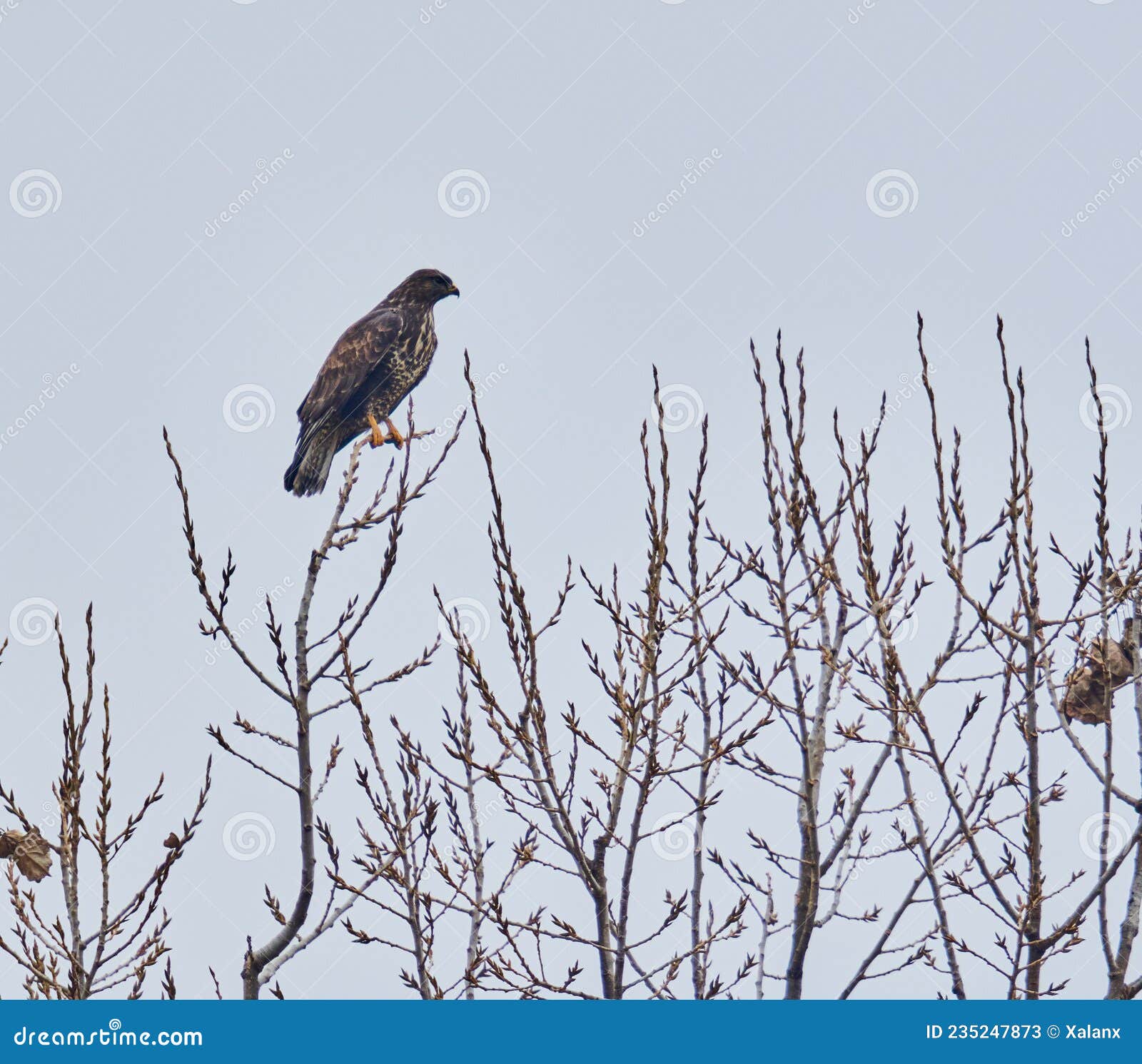 Buzzard perched in a tree stock image. Image of predator - 235247873