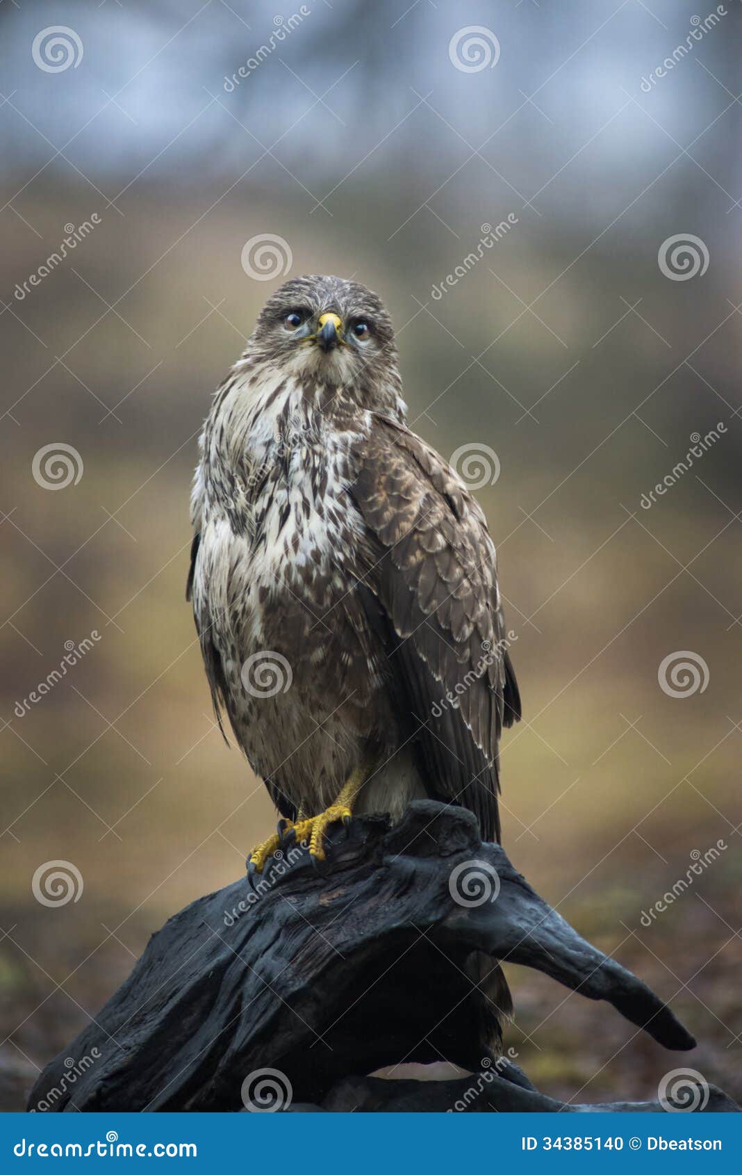 Buzzard stock photo. Image of flight, harrier, beak, hawk - 34385140