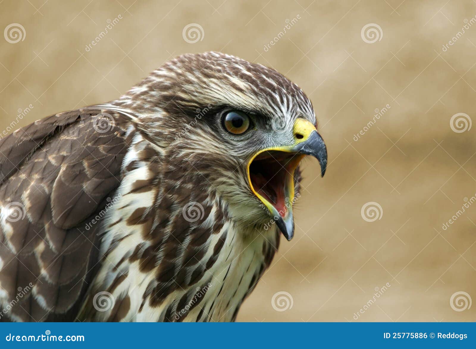 Buzzard portrait stock photo. Image of hawk, feather - 25775886
