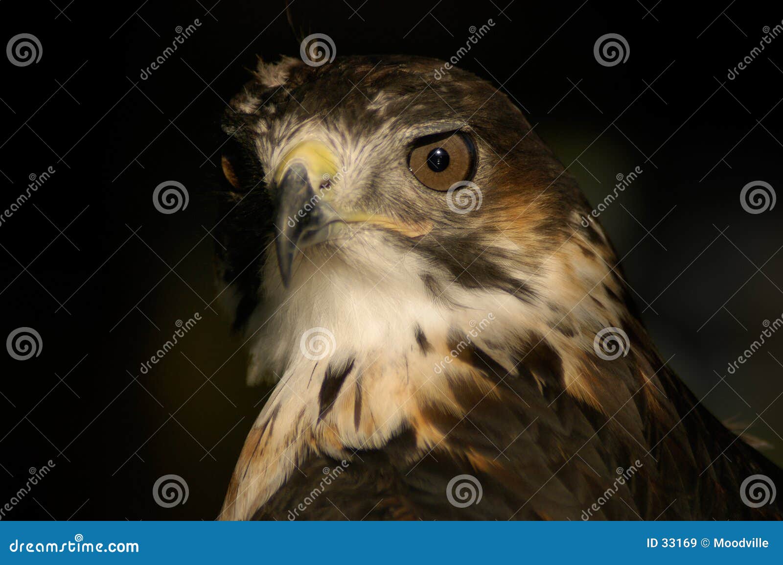 Buzzard Portrait stock image. Image of beak, prey, predator - 33169
