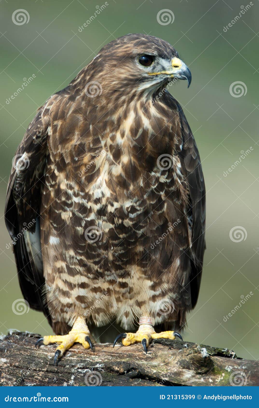 Buzzard Portrait (Buteo Buteo) Stock Image - Image of buzzard, talons ...