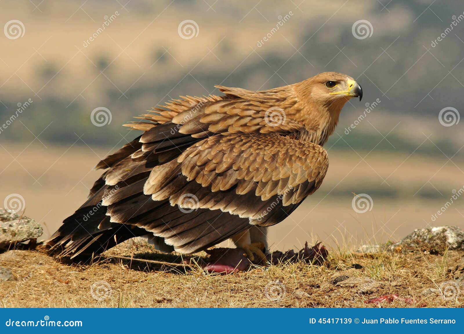 Buzzard poses with food stock image. Image of imperial - 45417139