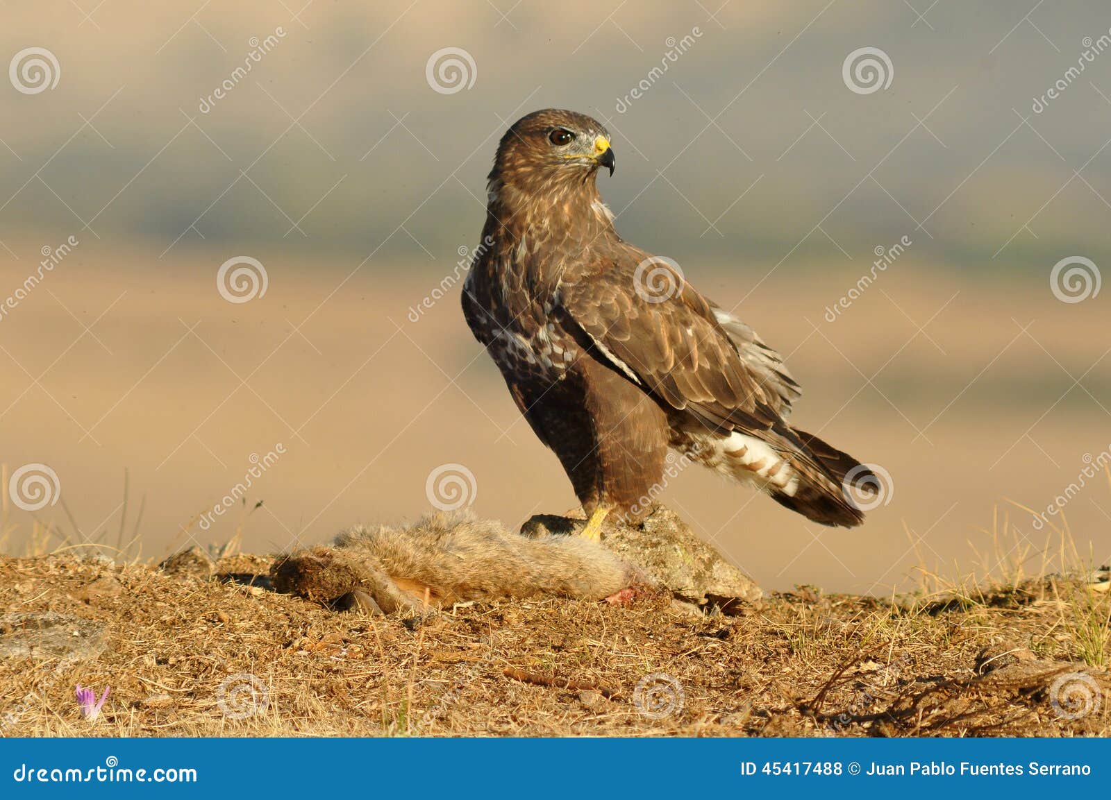Buzzard Poses with Food in the Field Stock Photo - Image of crow ...