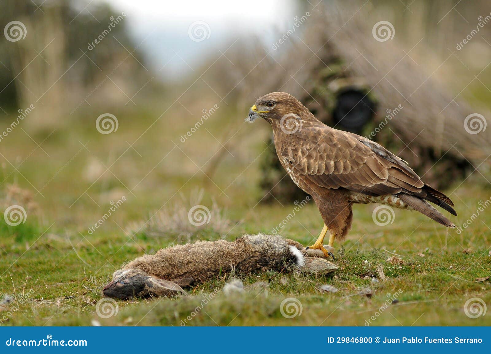 Buzzard with Prey Being Photographed by Remote Control Stock Photo ...