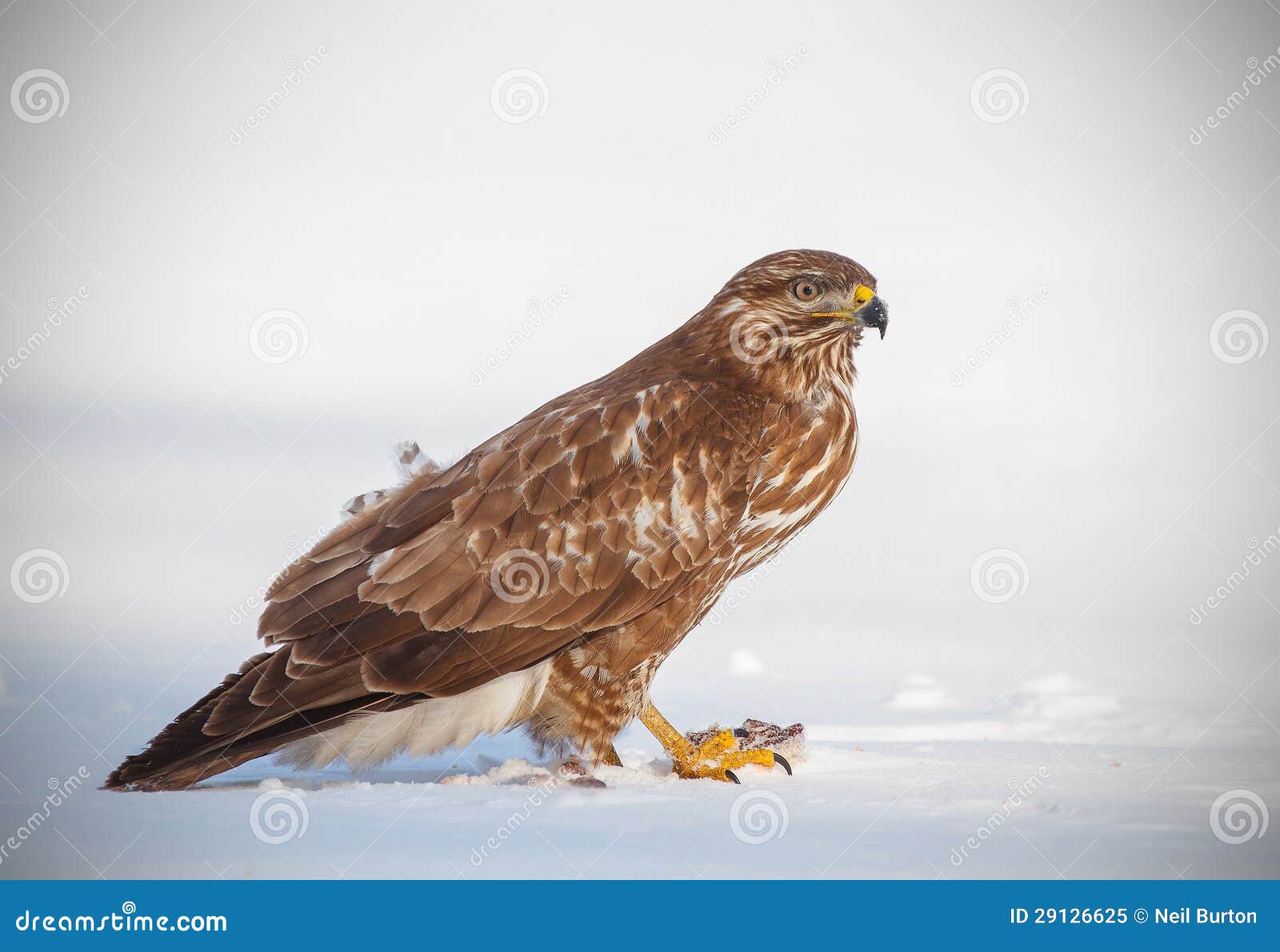 Buzzard with prey in snow stock image. Image of talon - 29126625