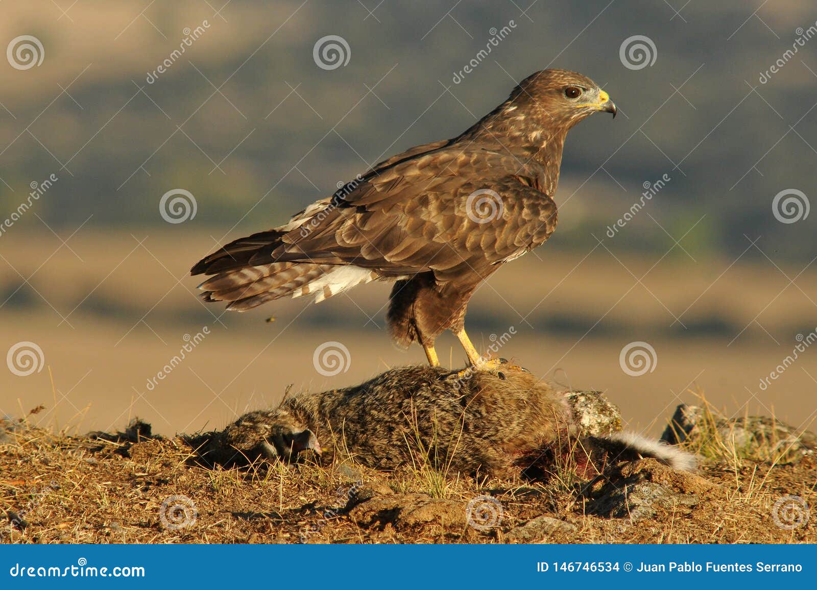 Buzzard with a Rabbit in the Field Stock Photo - Image of biology ...