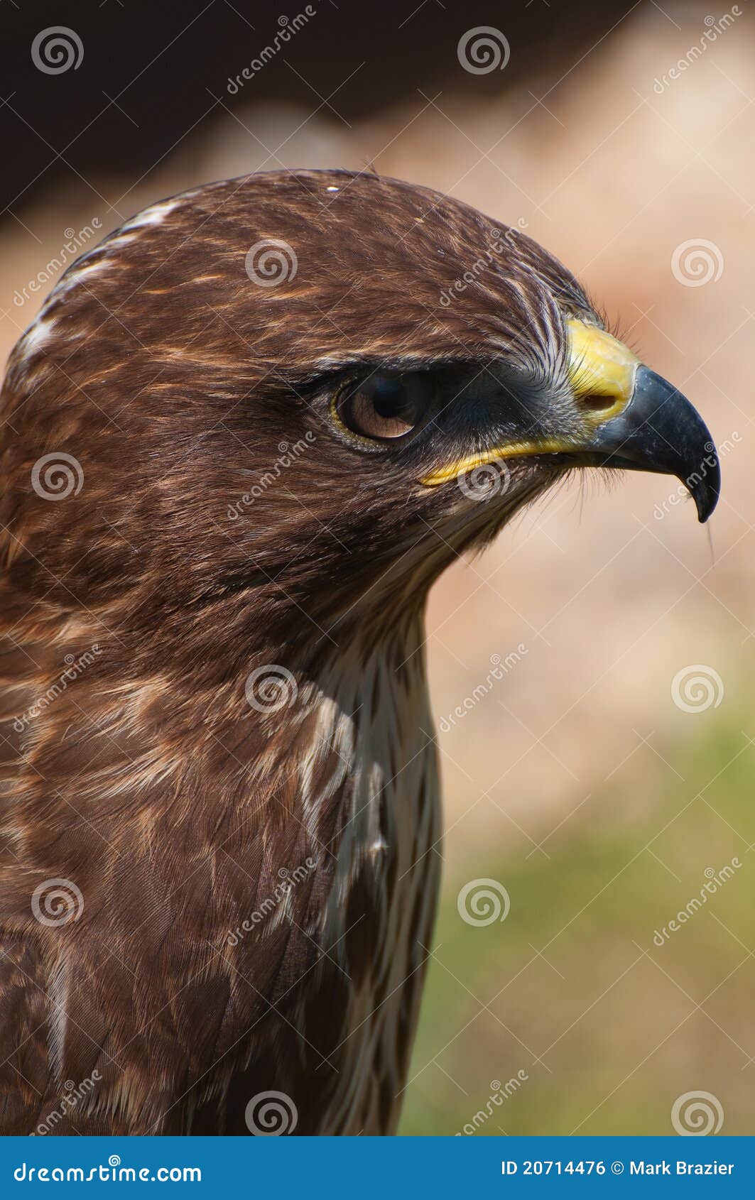 Buzzard raptor head shot stock photo. Image of predator - 20714476