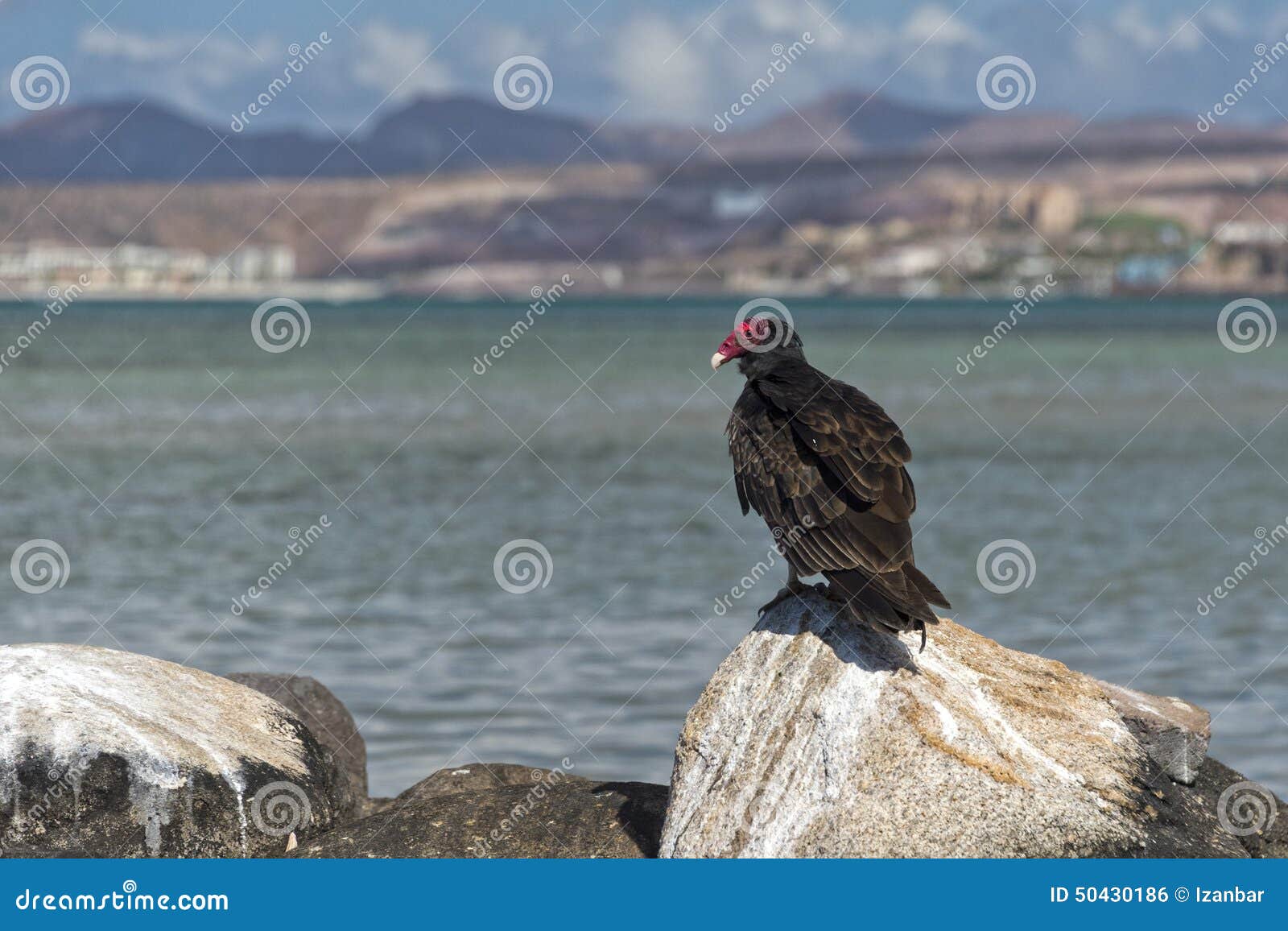 Buzzard Red Head on the Sea Rocks Stock Photo - Image of rock, kill ...