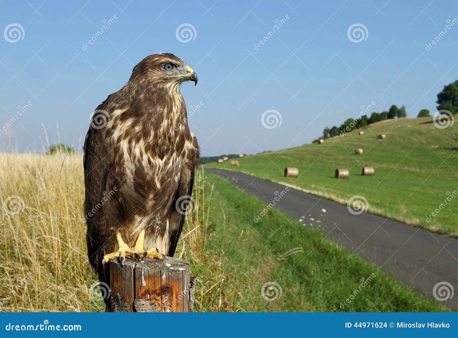 Buzzard by the road stock photo. Image of hawking, wildlife - 44971624