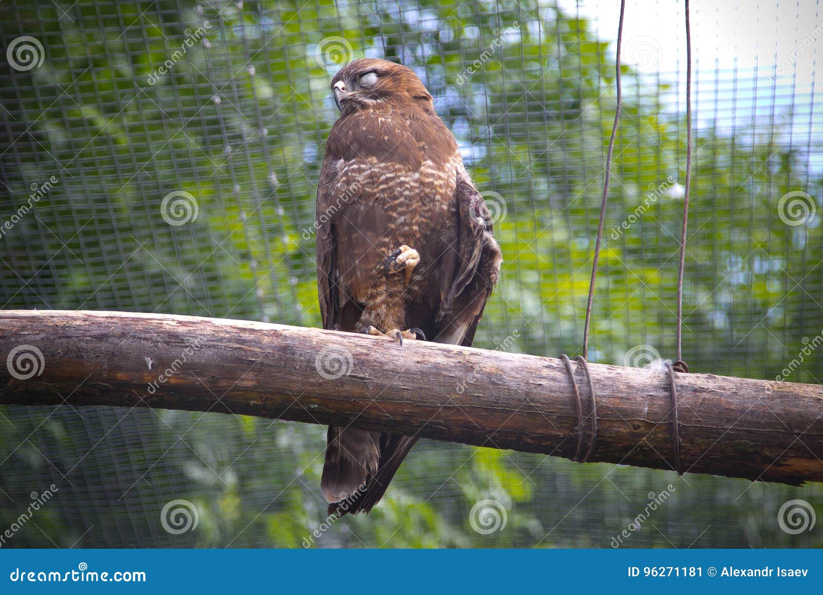 Buzzard on a Rock. a Female Buzzard Looks Back from Her Perch on a Rock ...