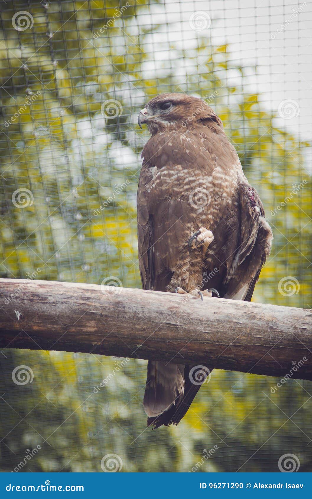 Buzzard on a Rock. a Female Buzzard Looks Back from Her Perch on a Rock ...