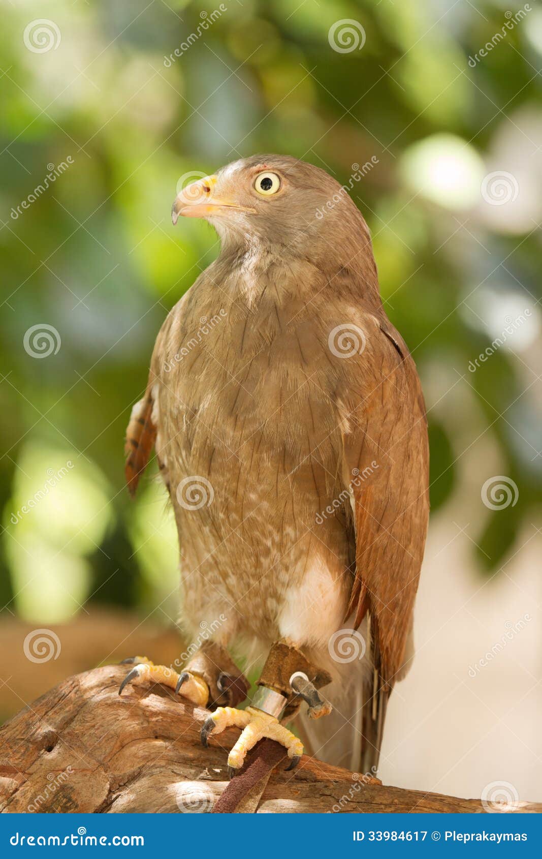 Buzzard,Rufous-wing Ed Buzzard Stock Image - Image of brown, hunter ...