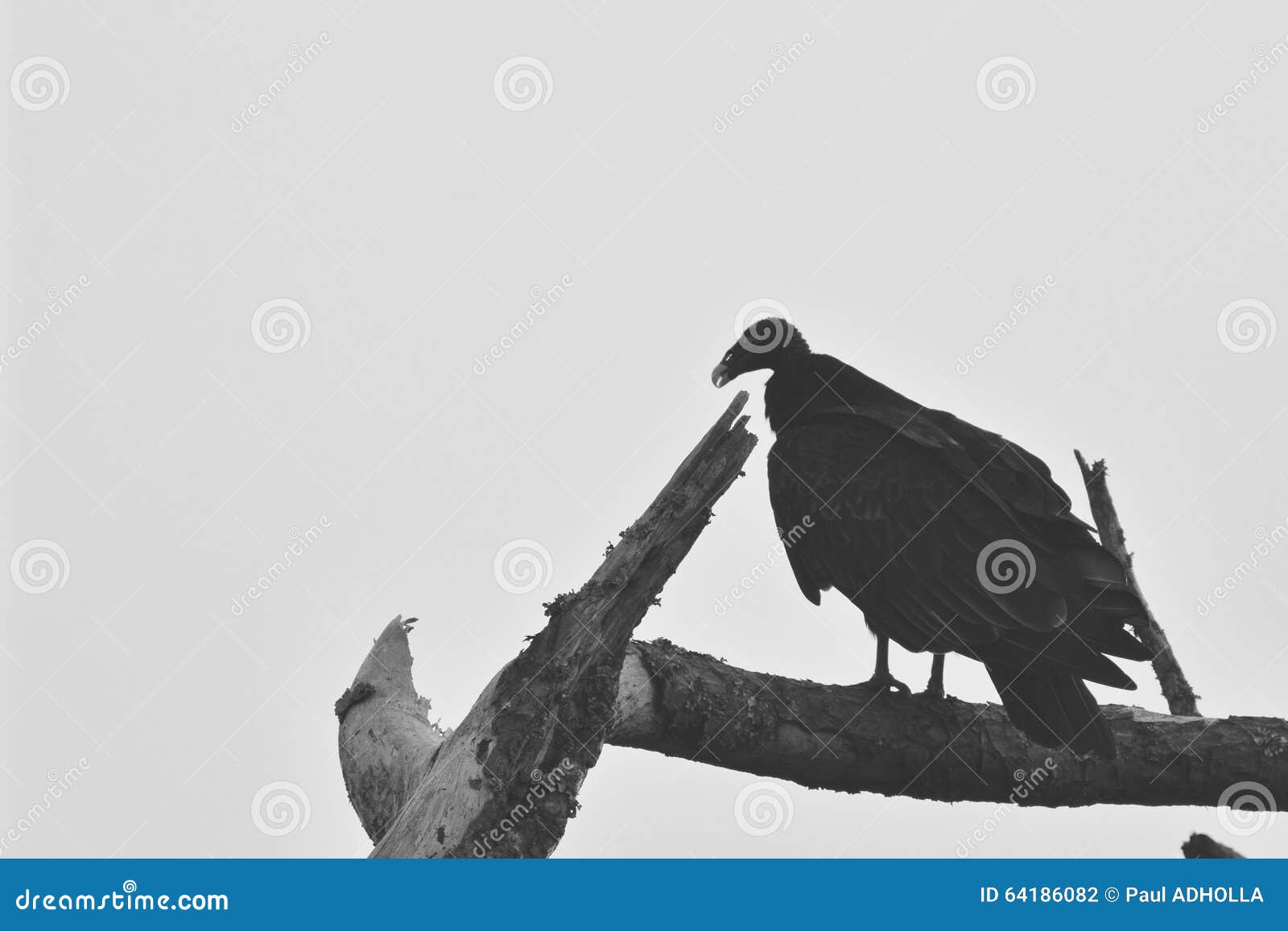 Buzzard stock photo. Image of bird, silhouette, tree - 64186082
