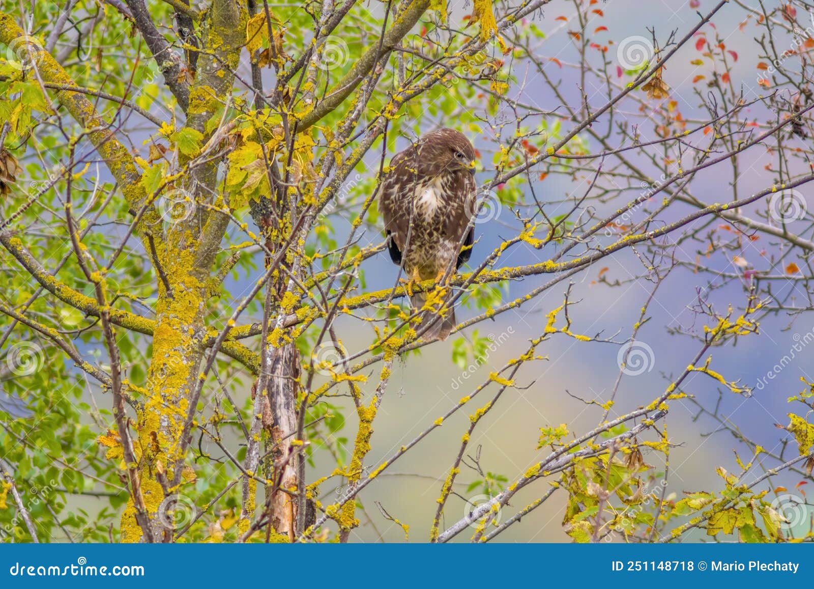 A Buzzard Sits on a Branch of a Tree Stock Photo - Image of colorful ...