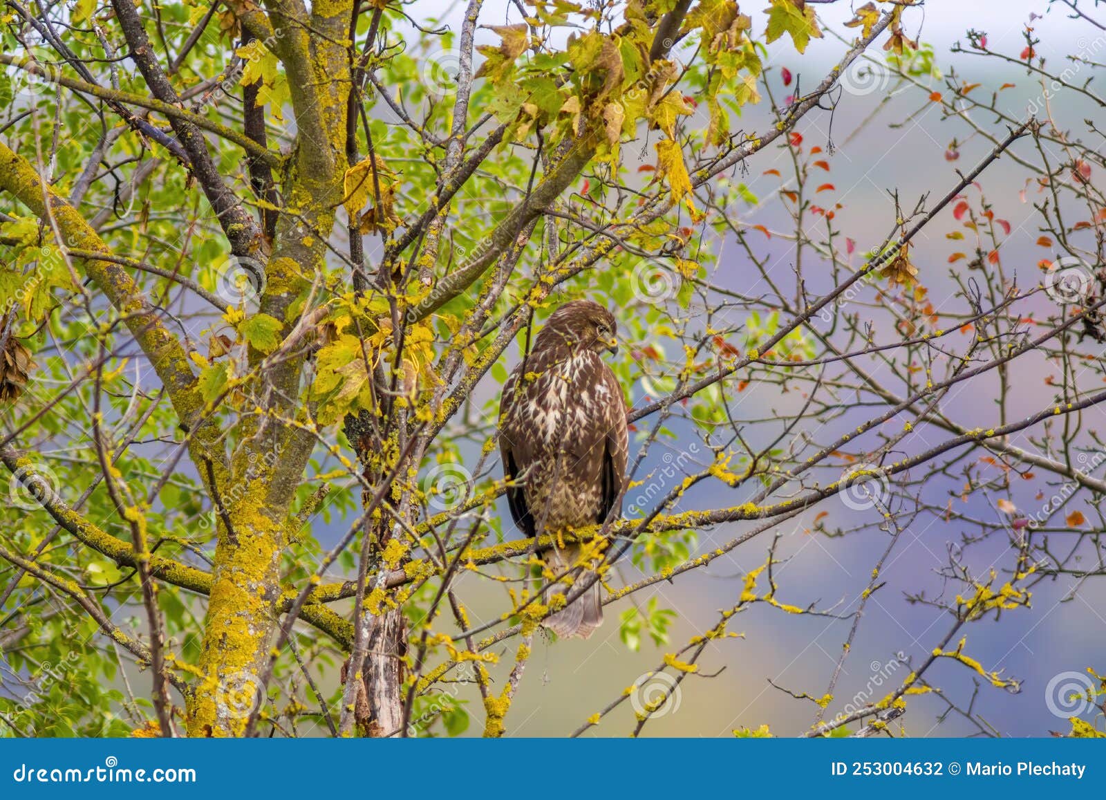 A Buzzard Sits on a Branch of a Tree Stock Photo - Image of claw ...
