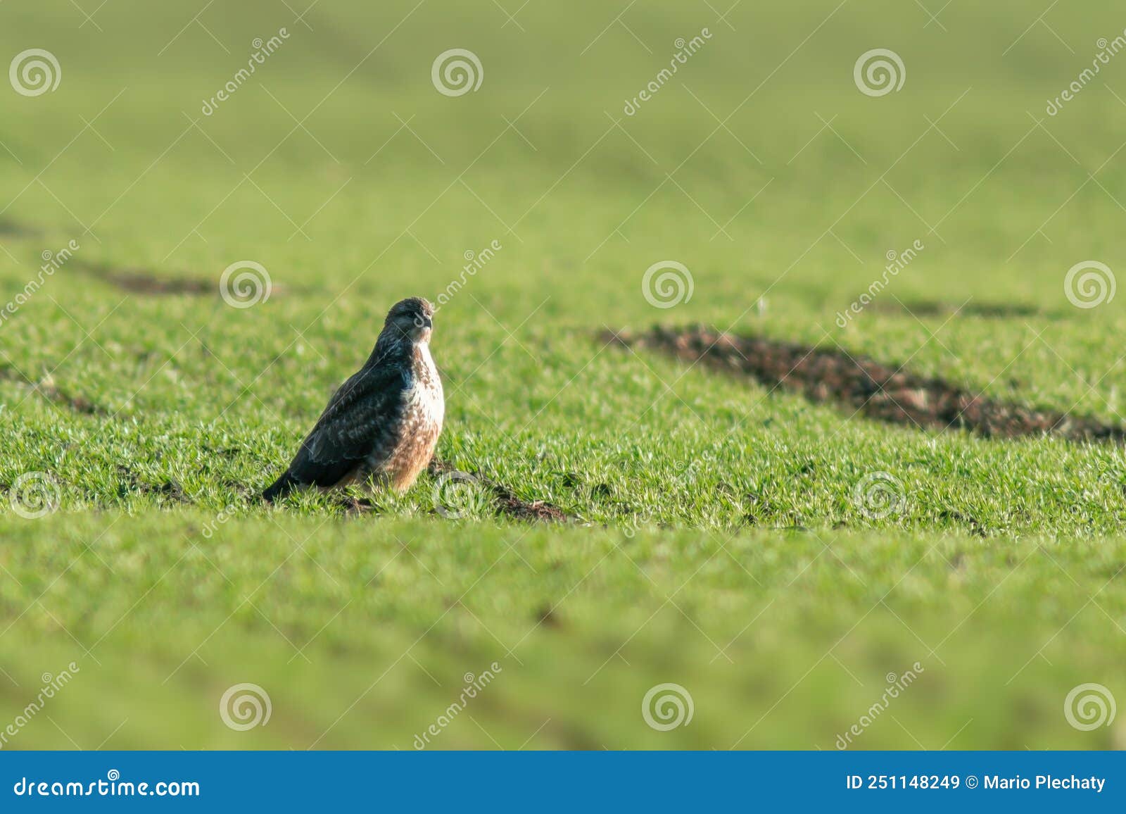 A Buzzard Sits on a Green Field in Spring Stock Image - Image of beauty ...